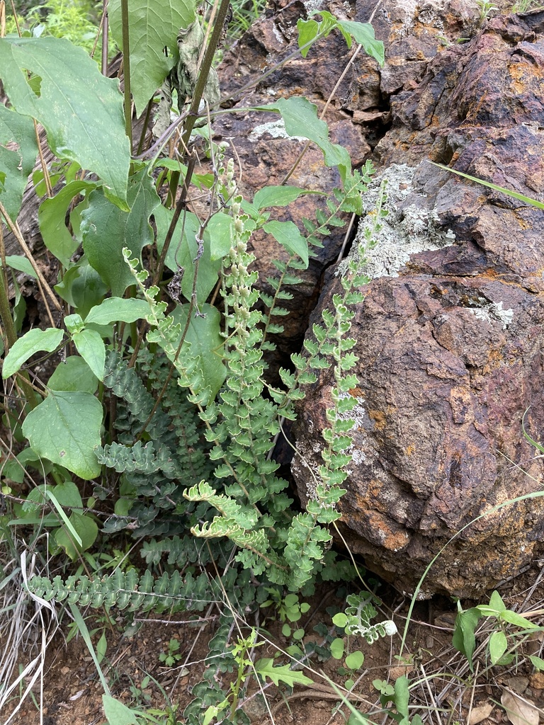 wavy scale cloakfern from Sierra County, US-NM, US on August 7, 2021 at ...