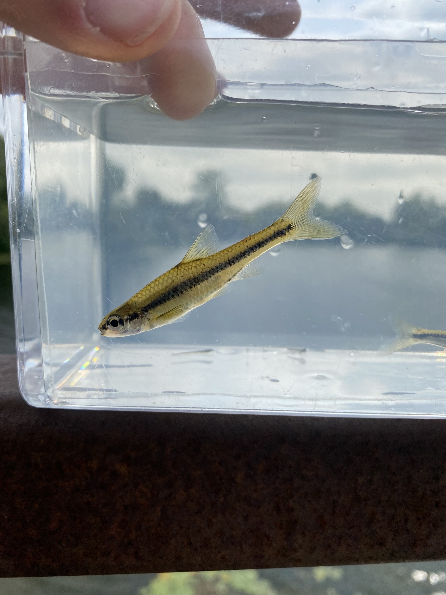 Notropis heterodon (Cope, 1865)