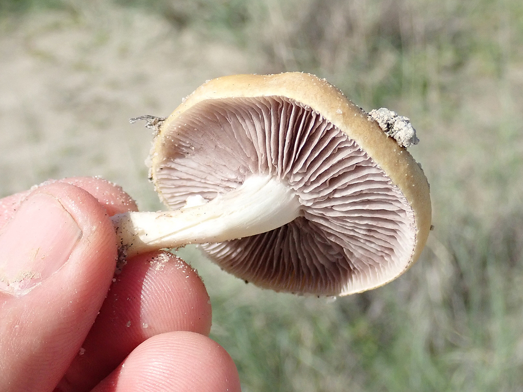 Strophariaceae from Cochise County, AZ, USA on July 30, 2021 at 08:43 ...