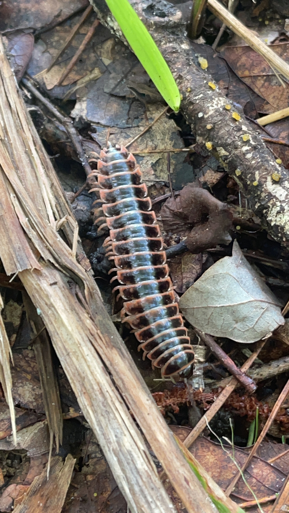 Georgia Flat-backed Millipede from Hazlehurst on August 7, 2021 at 04: ...
