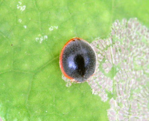 Epilachna pseudorealis · iNaturalist