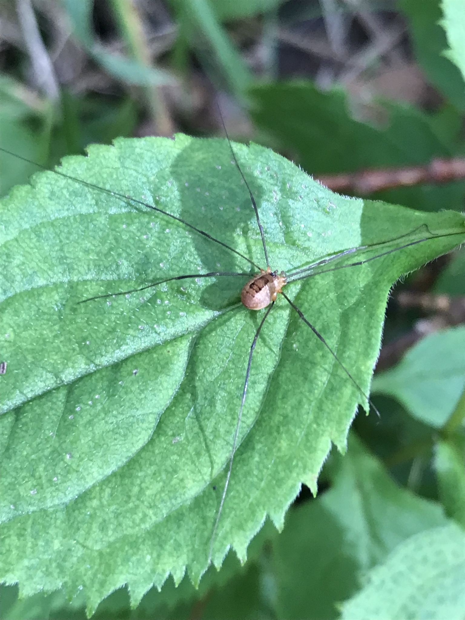 Leiobunum politum Weed, 1889