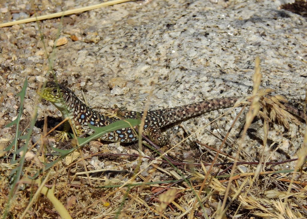 Ocellated lizard from Covão da Ametade, São Pedro, Portugal on August 7 ...