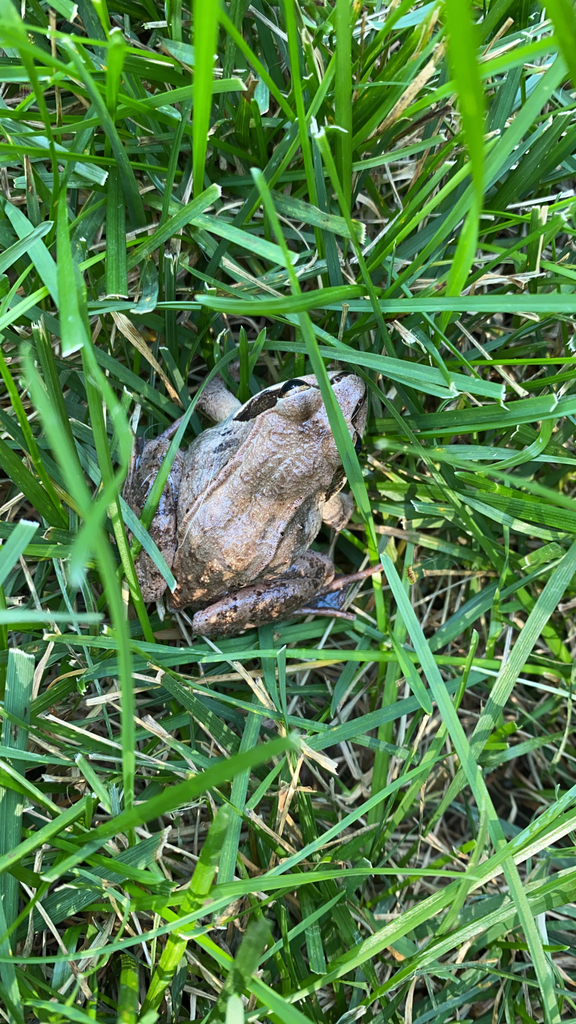 Wood Frog from Warren on August 7, 2021 at 05:09 PM by veggins ...