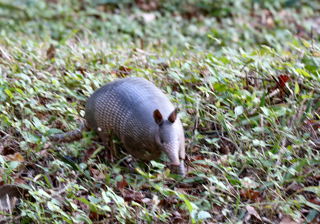 Nine-banded Armadillo from Arceburgo - State of Minas Gerais, 37820-000 ...