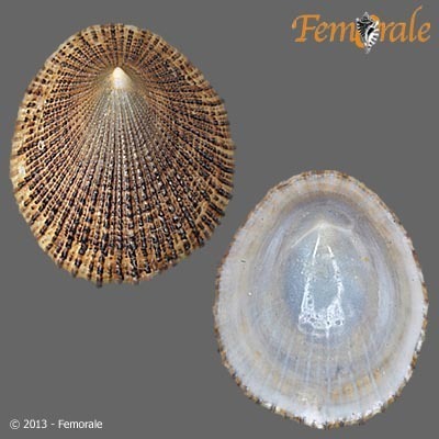 Genus Helcion · iNaturalist United Kingdom