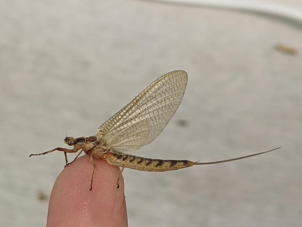 Giant Mayfly from Canaan, NH 03741, USA on August 6, 2021 at 07:33 AM ...