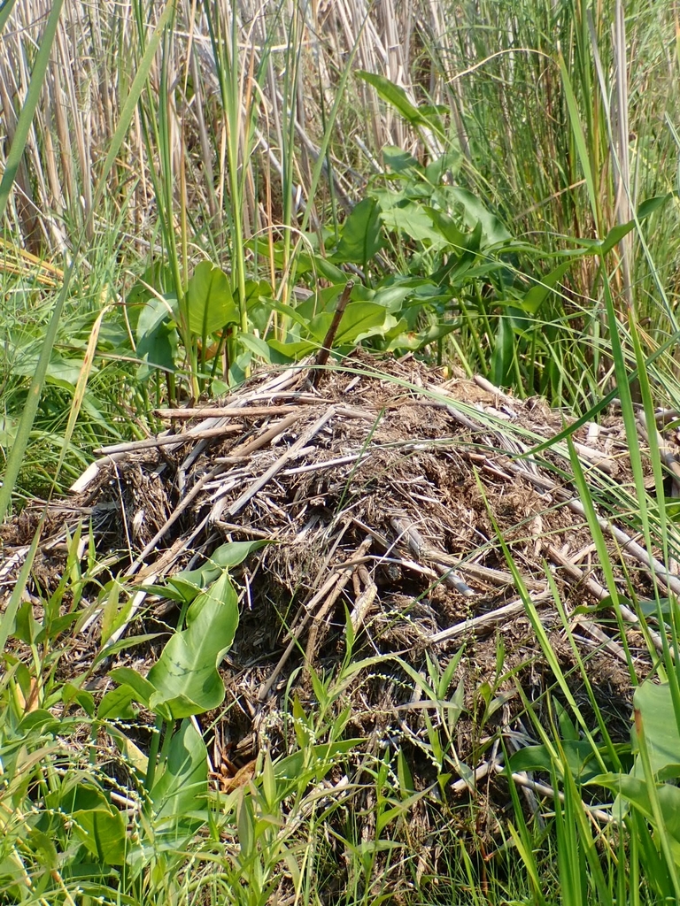 Eastern Muskrat from Richland, NY, USA on August 04, 2021 at 01:54 PM ...