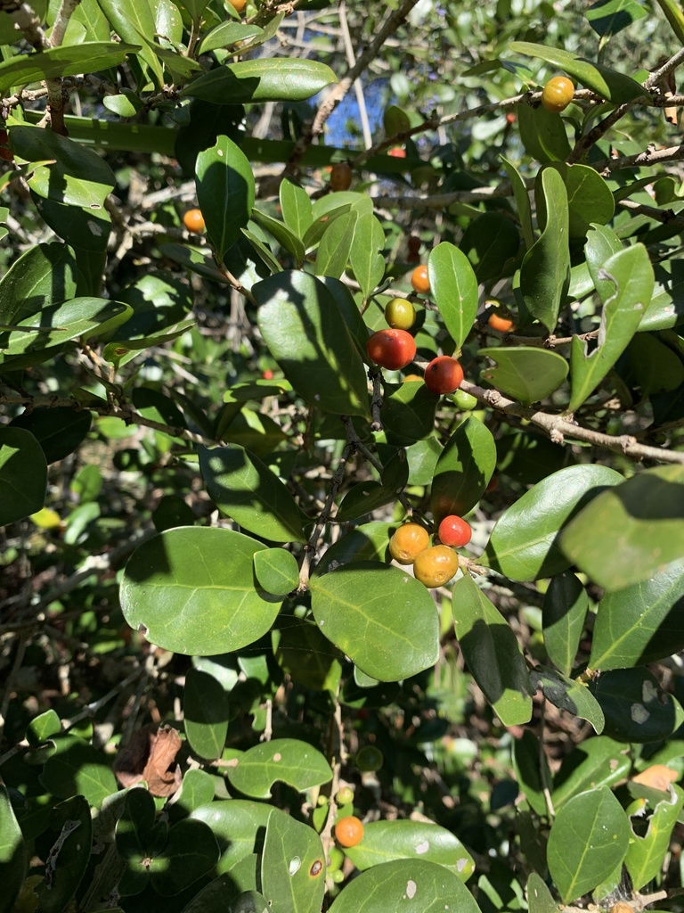 dicots from Noosa National Park, Coolum Beach, QLD, AU on August 7 ...