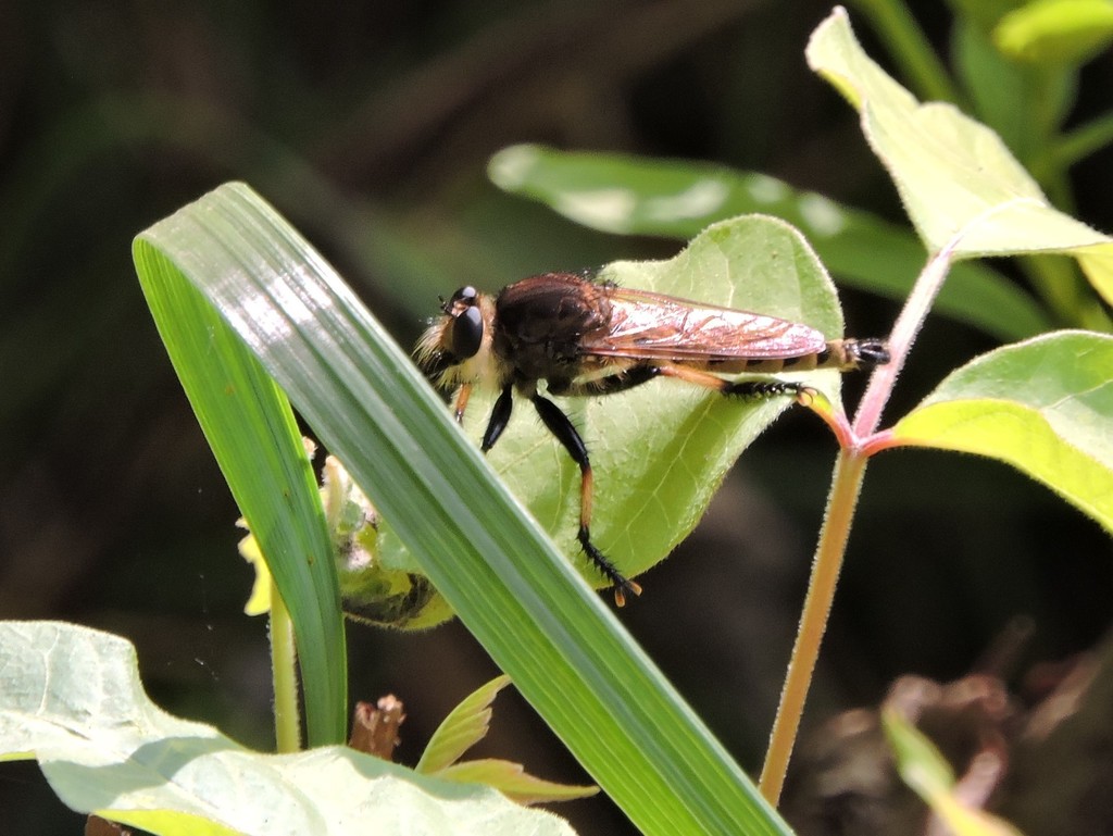 Red-footed Cannibal Fly from Tycoon Lake, Gallia County, OH 45614, USA ...