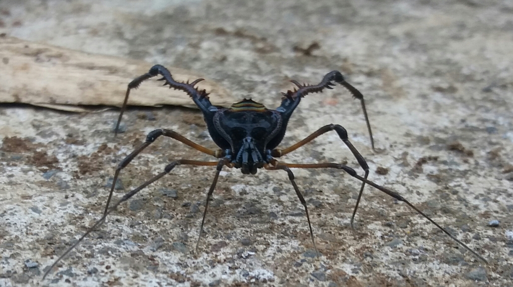 Sadocus asperatus from Tucapel 871, Cañete, Región del Bío Bío, Chile ...