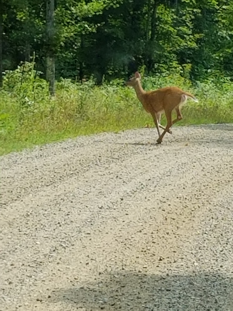 White tailed Deer From Townsend WI USA On August 06 2021 At 11 17 AM white-tailed-deer-from-townsend-wi-usa-on-august-06-2021-at-11-17-am