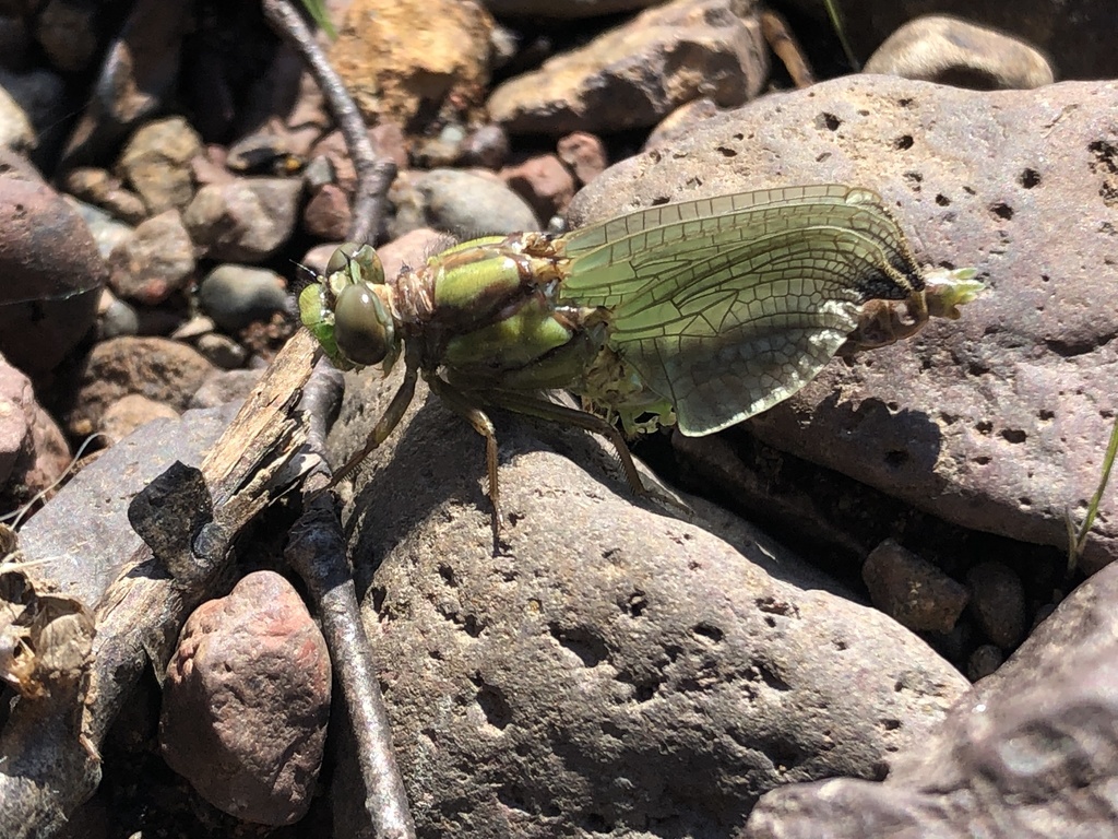 Rusty Snaketail from Manitou River, Silver Bay, MN, US on May 31, 2021 ...
