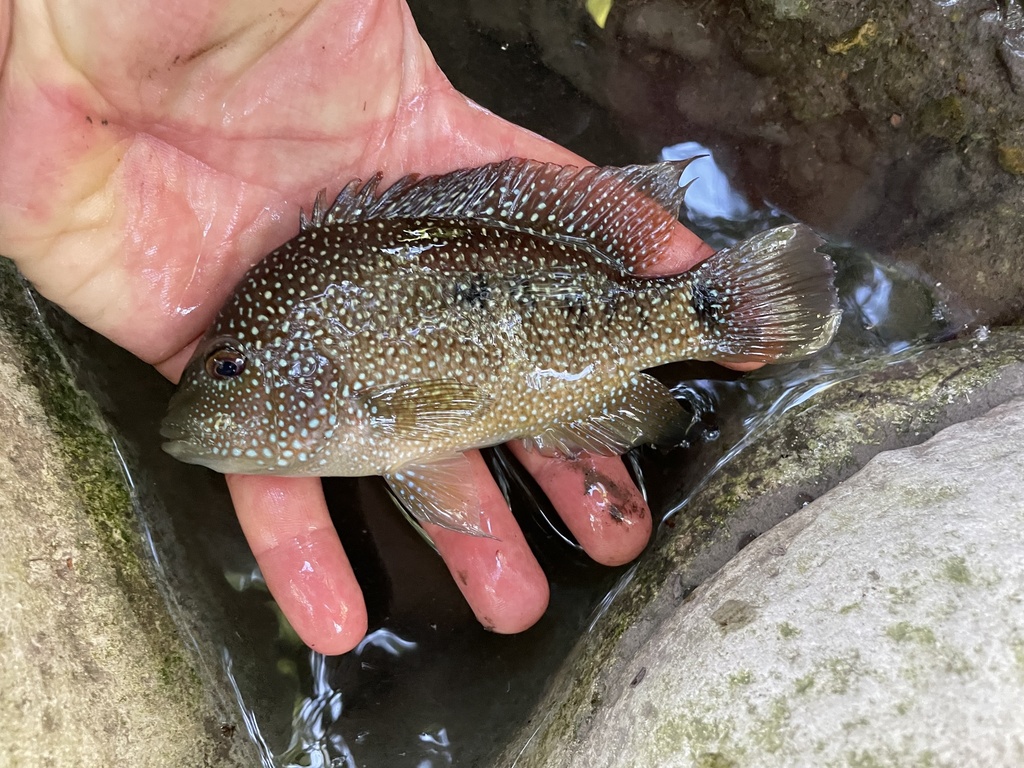 Texas Cichlid from The University of Texas at Austin, Austin, TX, US on ...