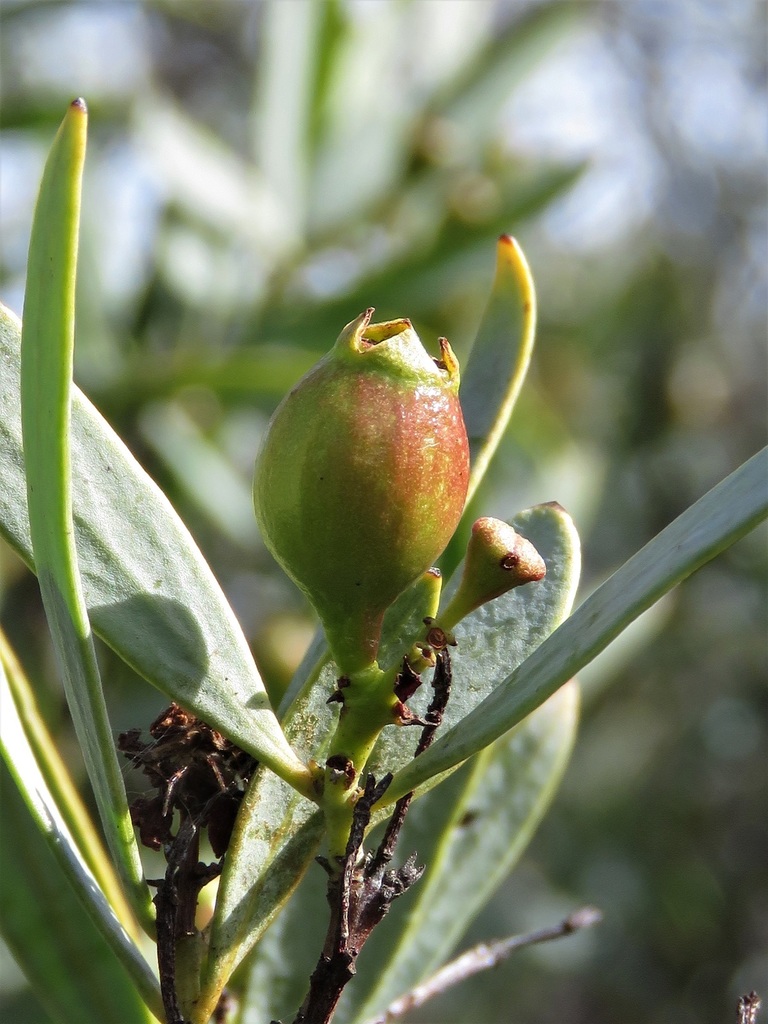 Santalum spicatum from Karlgarin WA 6358, Australia on July 16, 2021 at ...