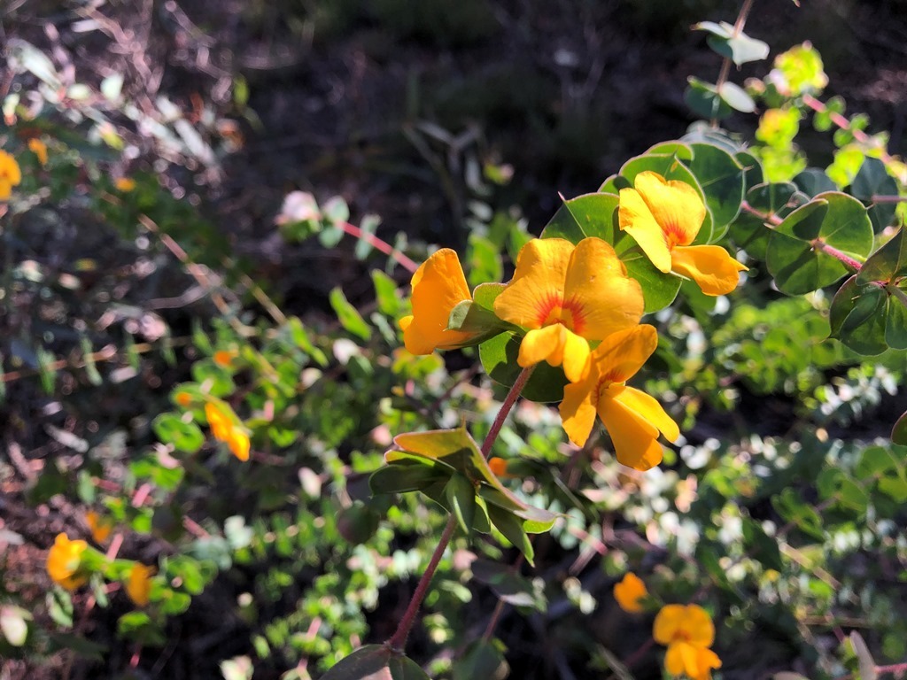 spiny bush-pea from Helidon QLD 4344, Australia on August 6, 2021 at 10 ...
