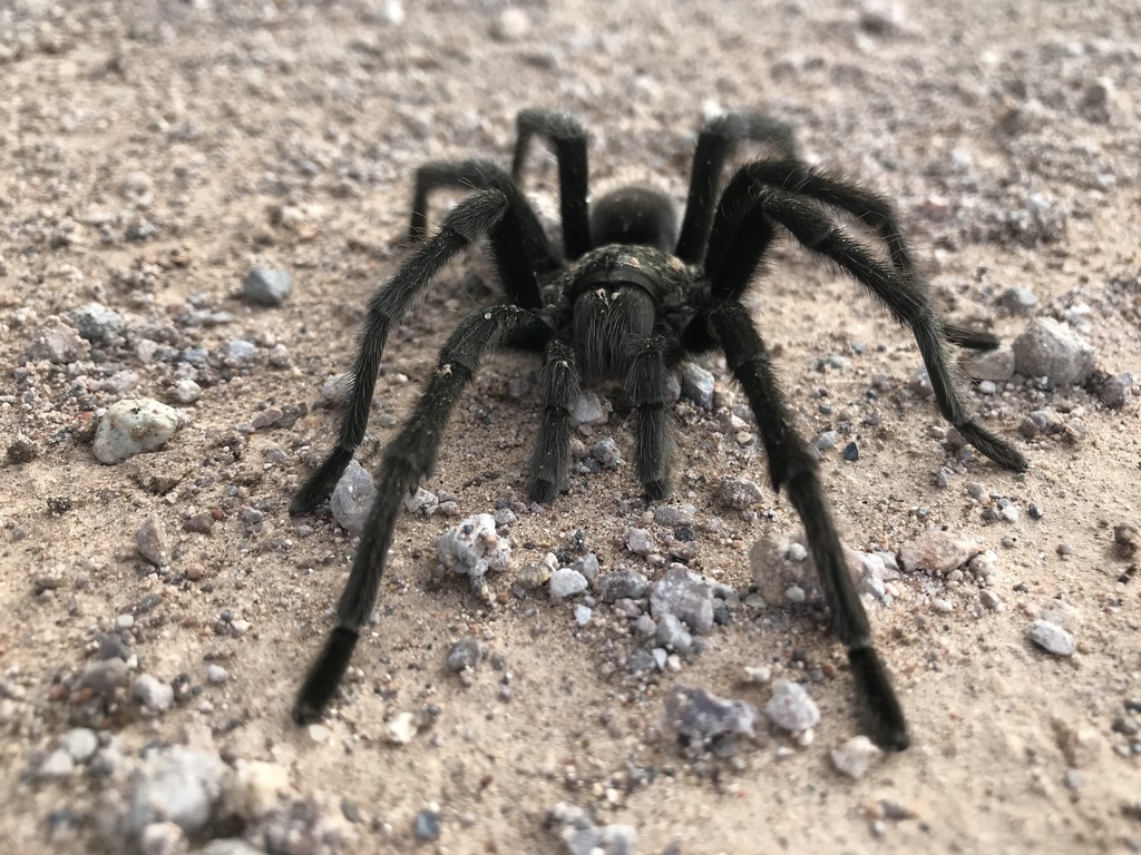 Chiricahuan Gray Tarantula from Ascensión, CHIH, MX on July 17, 2021 at ...