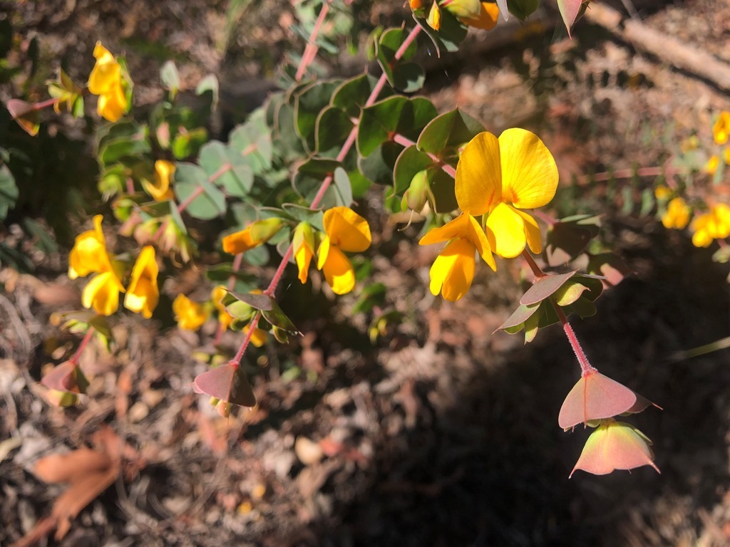 spiny bush-pea from Helidon QLD 4344, Australia on August 6, 2021 at 10 ...