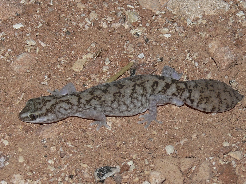 Western Fat-tailed Gecko from North West Cape, WA on November 22, 2005 ...