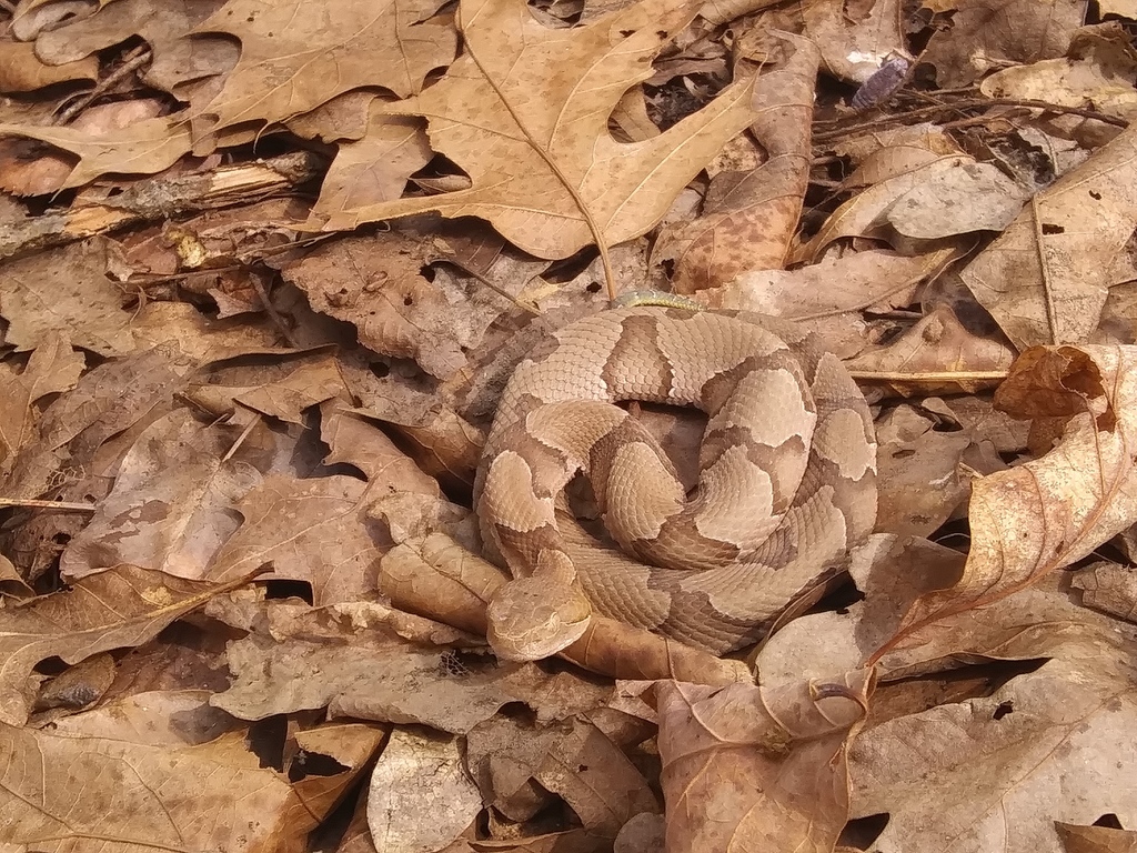 Eastern Copperhead in April 2020 by jim · iNaturalist