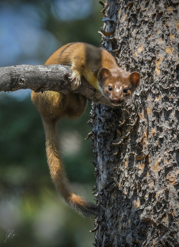 Northern California Long-tailed Weasel (Neogale frenata notius) - Know ...