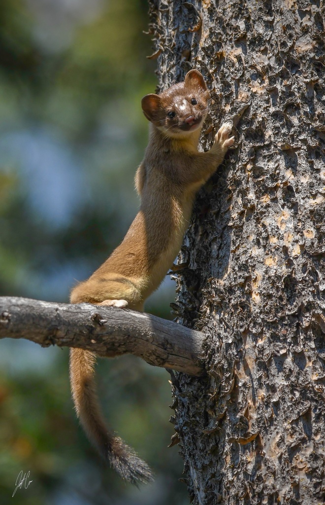 Northern California Long-tailed Weasel (Neogale frenata notius) - Know ...