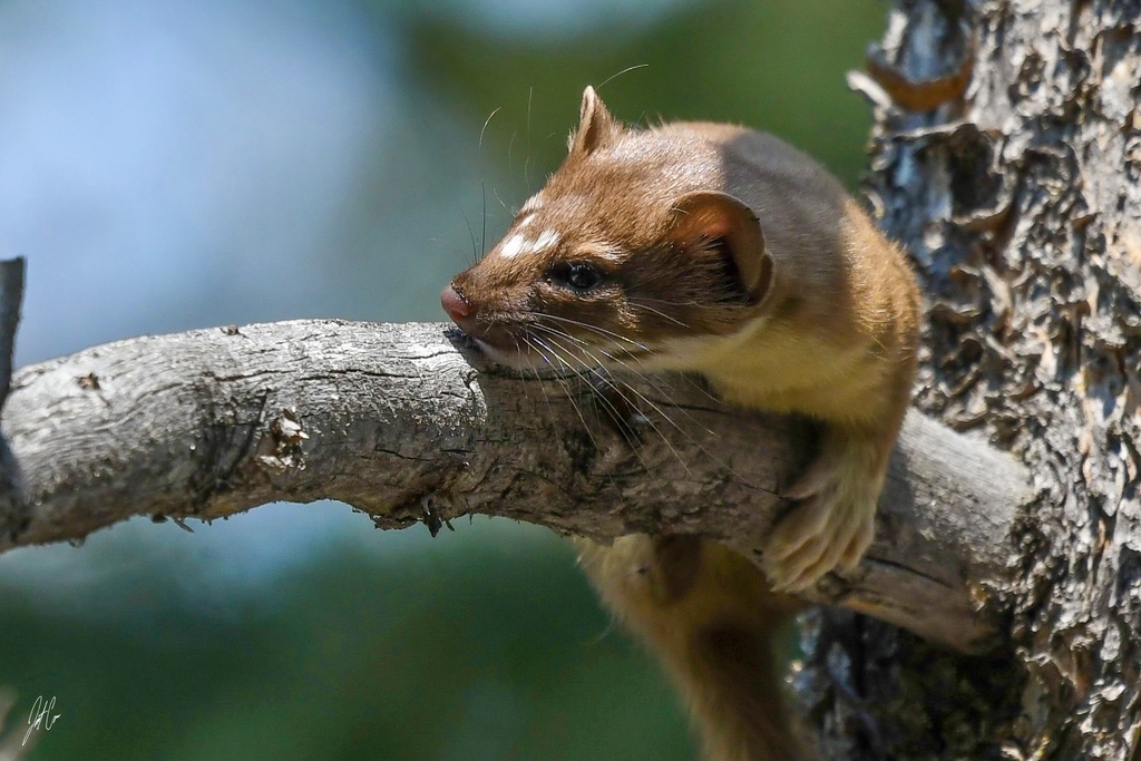 Northern California Long-tailed Weasel (Neogale frenata notius) - Know ...