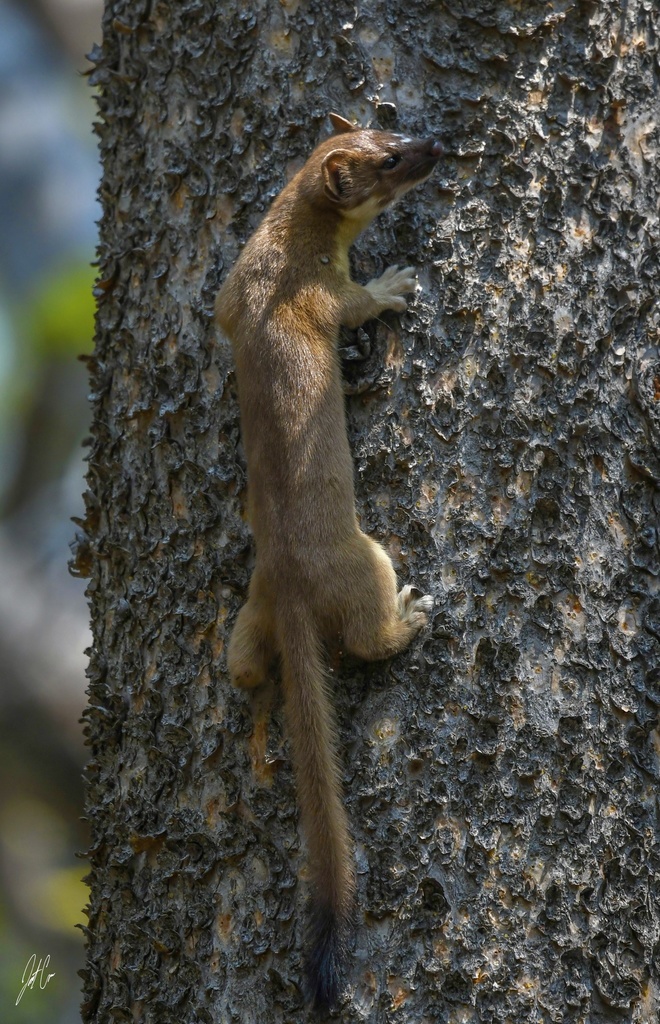 Northern California Long-tailed Weasel (Neogale frenata notius) - Know ...