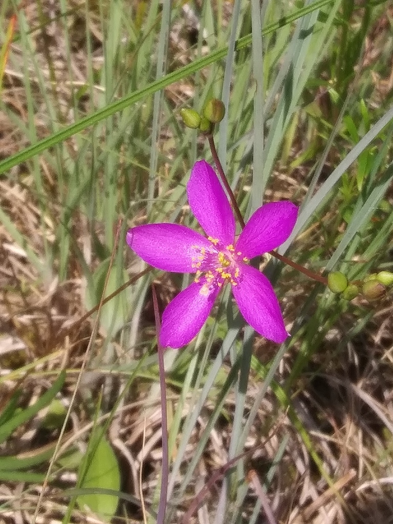 Large-flowered fameflower in May 2020 by jim · iNaturalist