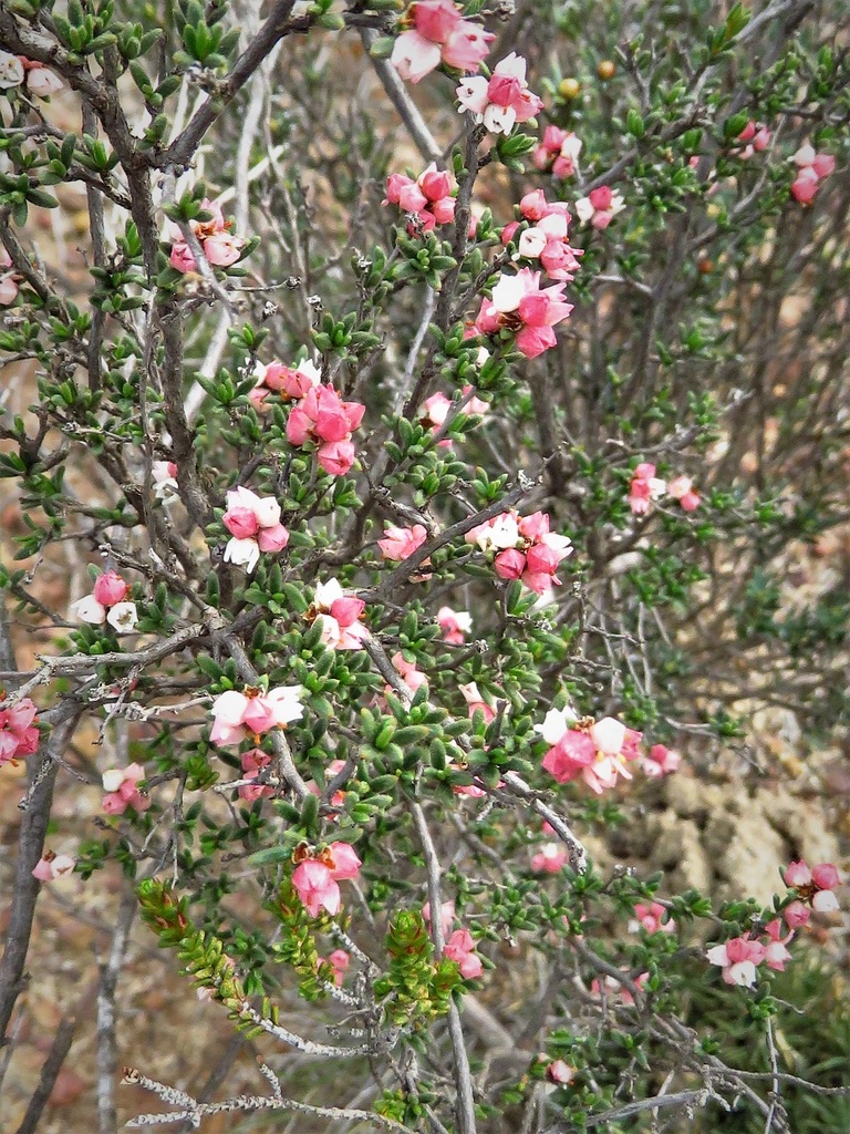 Cryptandra from Forrestania WA 6359, Australia on July 16, 2021 at 04: ...