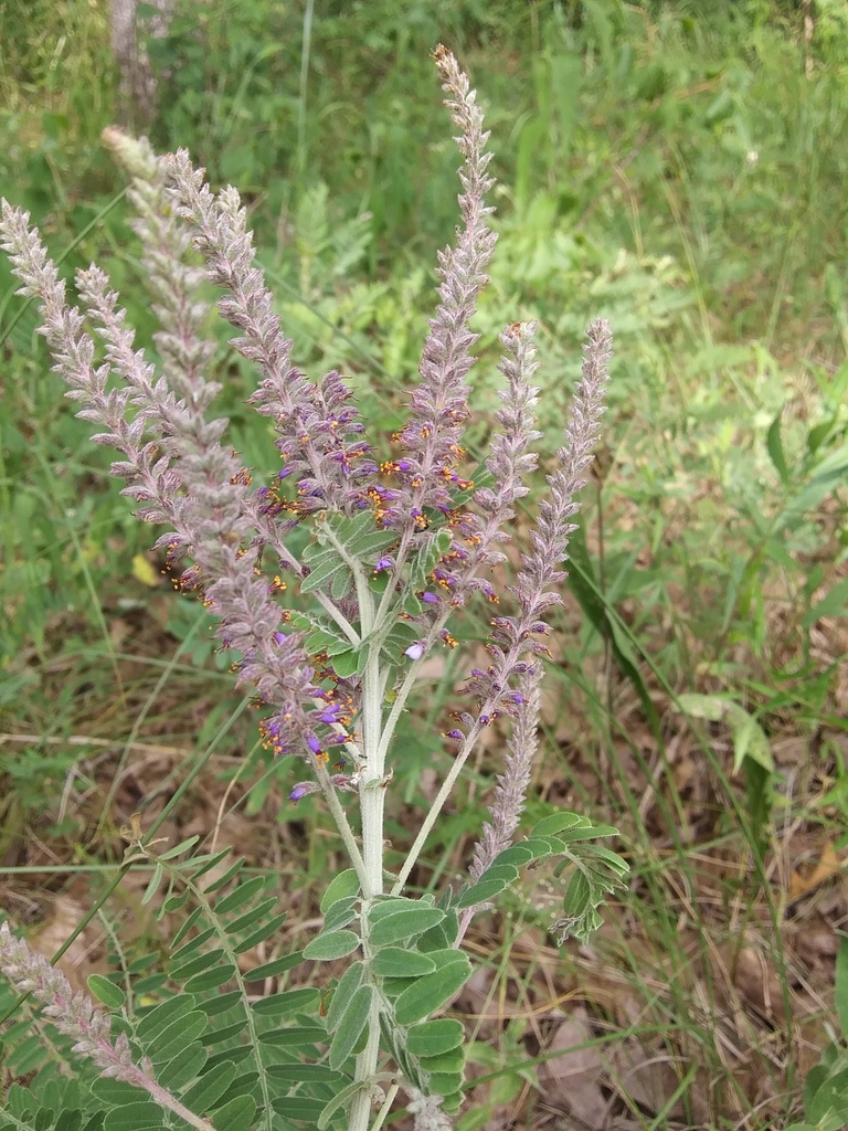 leadplant in June 2020 by jim · iNaturalist