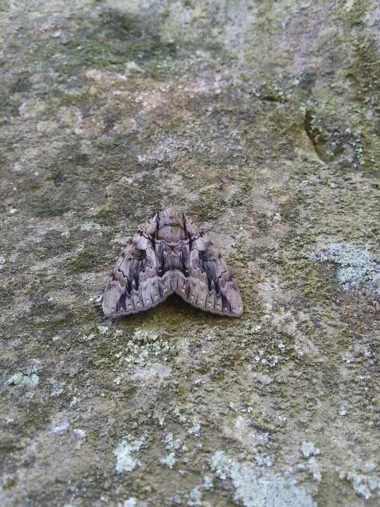 Underwing Moths in July 2020 by jim · iNaturalist