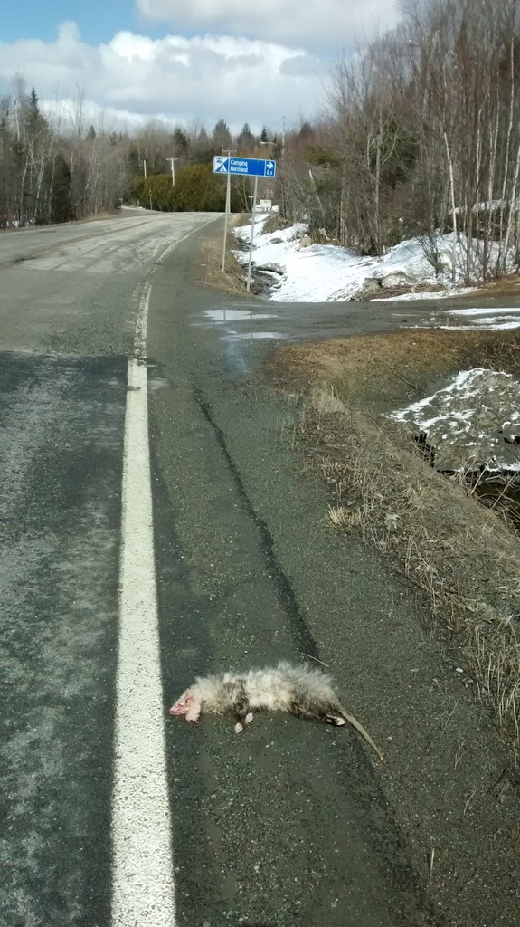 Virginia Opossum from Memphrémagog Regional County Municipality, QC ...