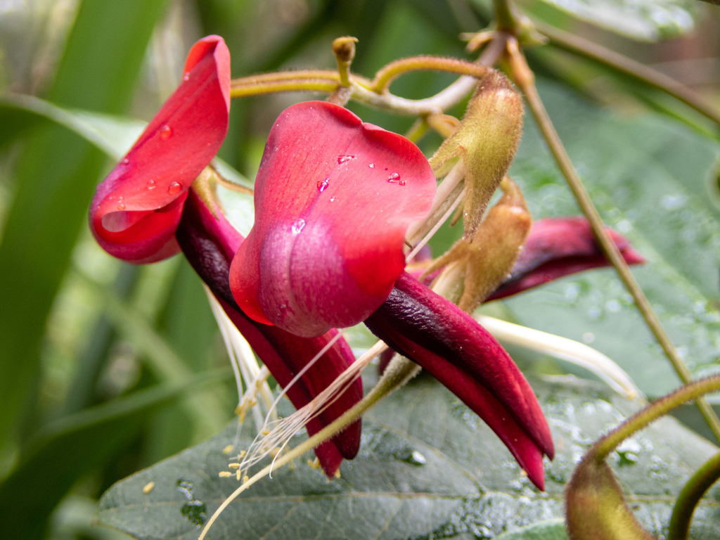 Dusky coral pea from Edna Hunt Reserve on August 8, 2021 at 10:39 AM by ...