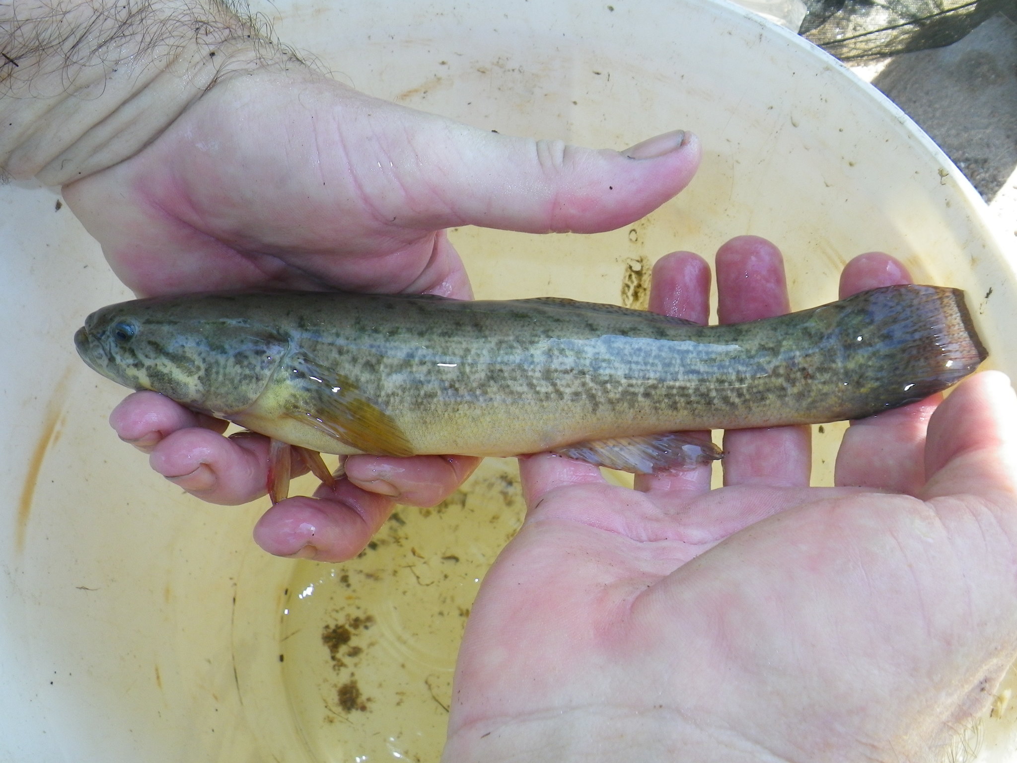 Odonteleotris Gill, 1863