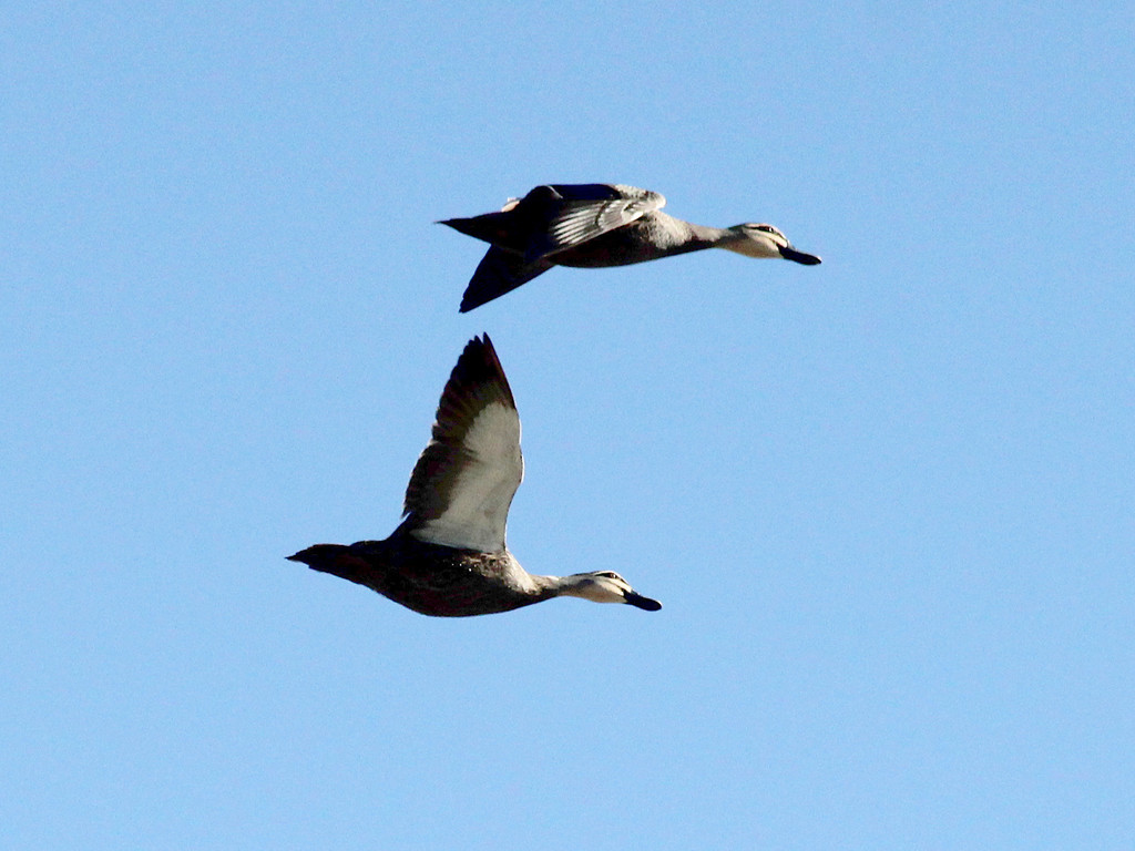 Pacific Black Duck in August 2021 by Geoffrey Cox · iNaturalist