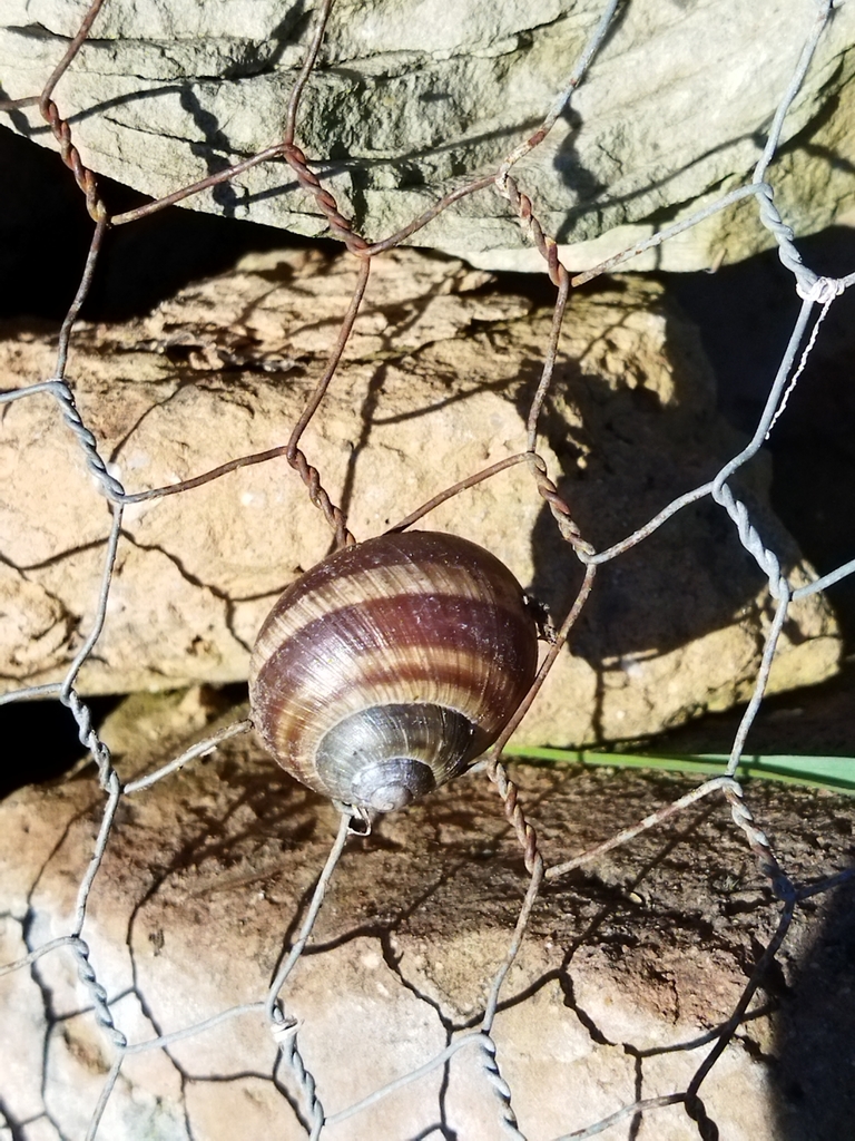Turkish Snail from Bruiu 557065, România on August 8, 2021 at 08:58 AM ...
