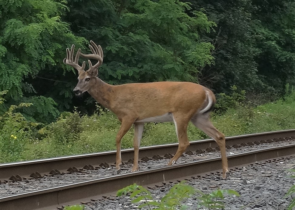 White-tailed Deer from East Don, Toronto, ON, Canada on August 07, 2021 ...