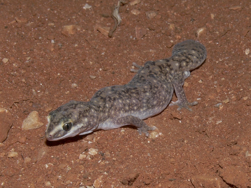 Western Fat-tailed Gecko from Cape Range National Park WA on February ...
