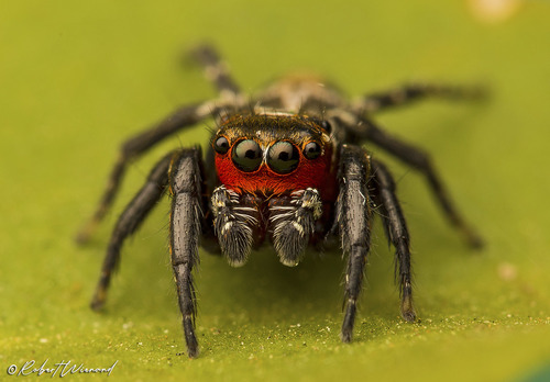 Vampire Spider (Evarcha ignea) · iNaturalist
