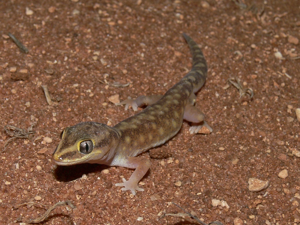 Pilbara Ground Gecko from Cape Range National Park WA on February 12 ...