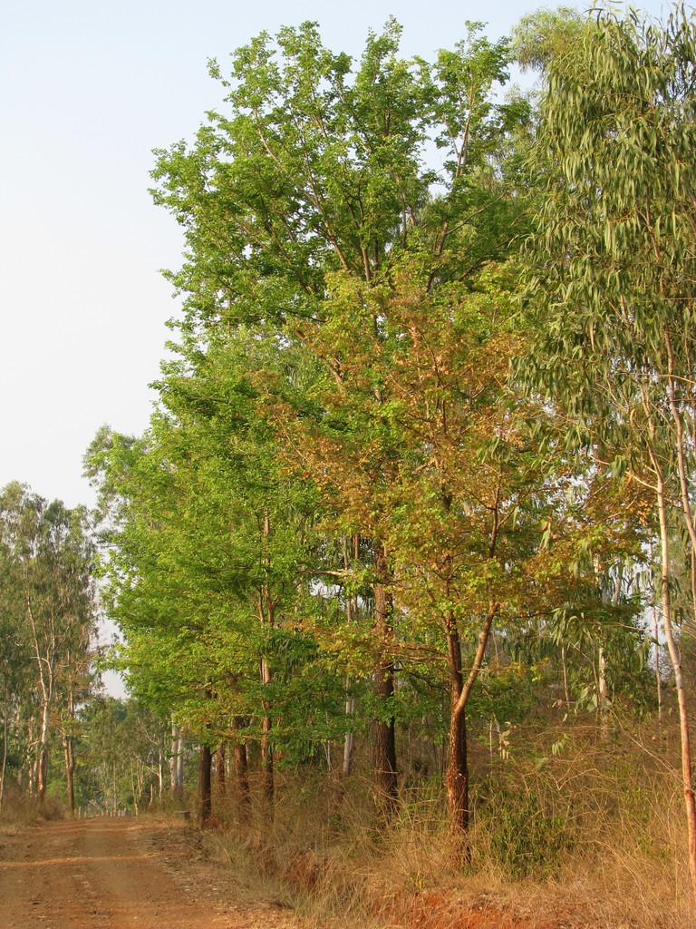Hardwickia binata from Varakodu Scrub Forest, Mysuru, Karnataka, India ...