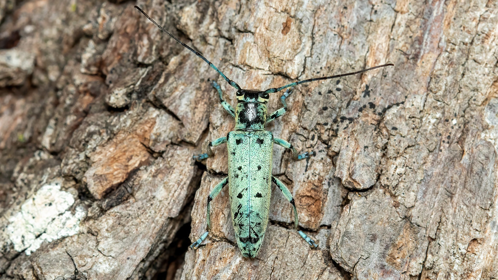 Saperda octopunctata from Liesing, 1230 Vienna, Austria on August 7 ...