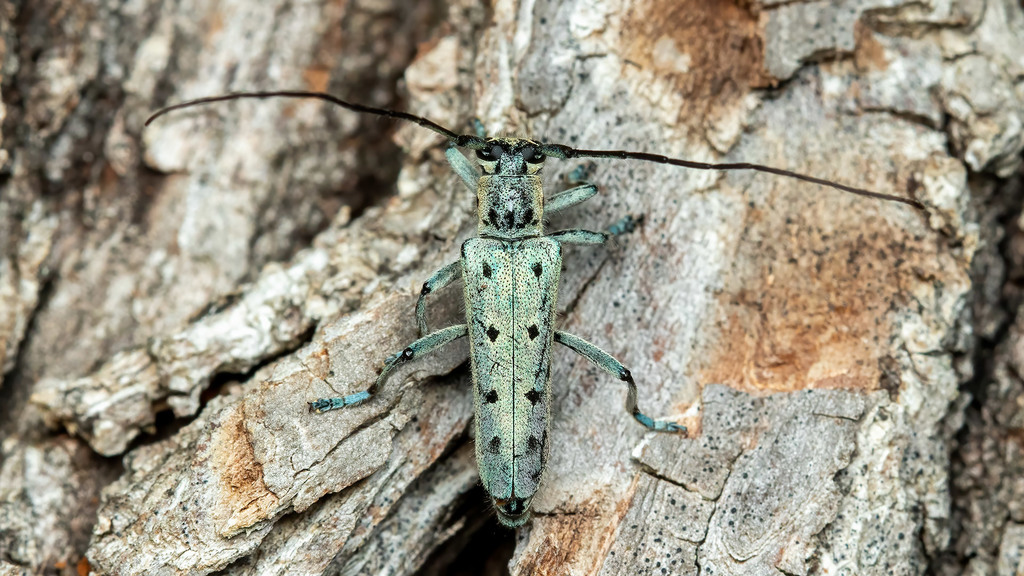 Saperda octopunctata from Liesing, 1230 Vienna, Austria on August 07 ...