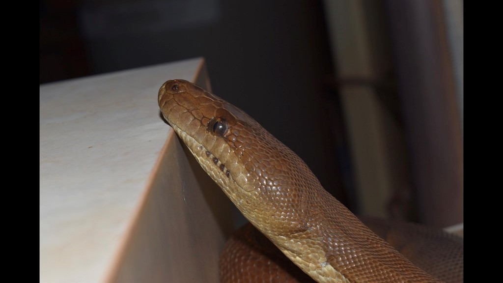 Pilbara Olive Python in September 2019 by Russell Palmer. Python was ...