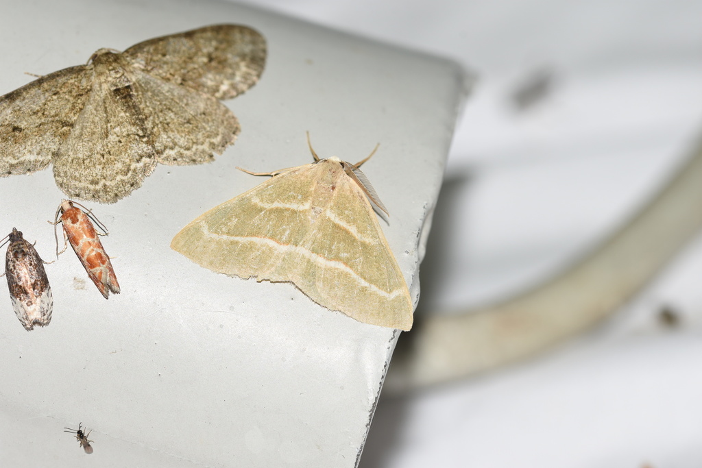 Barred Red from Kliren 11, 6792 Rømø, Denmark on August 08, 2021 at 12: ...