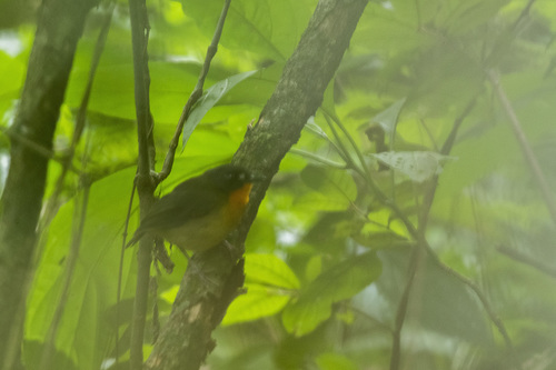 Subspecies Stiphrornis erythrothorax xanthogaster · iNaturalist