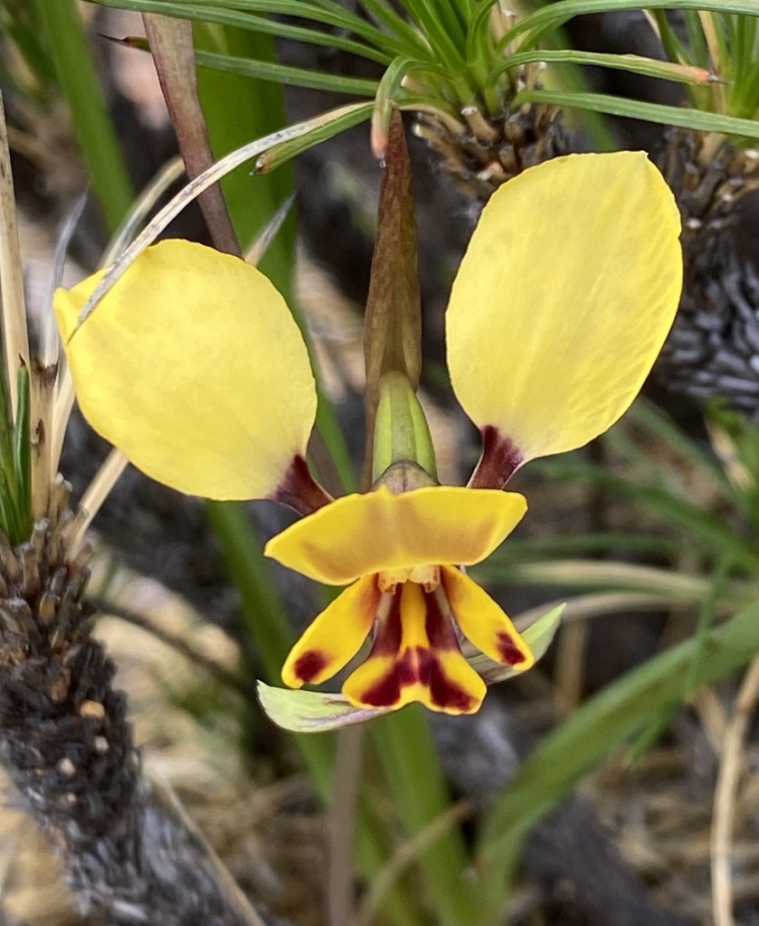 Diuris suffusa in August 2021 by Loxley Fedec · iNaturalist