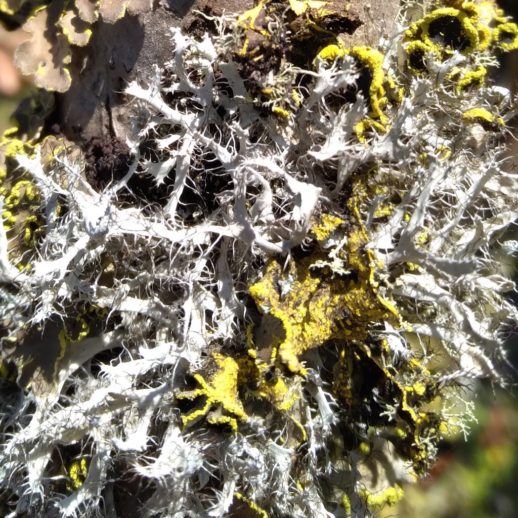 Fringe Lichens from Springside Nature Reserve on August 7, 2021 by ...