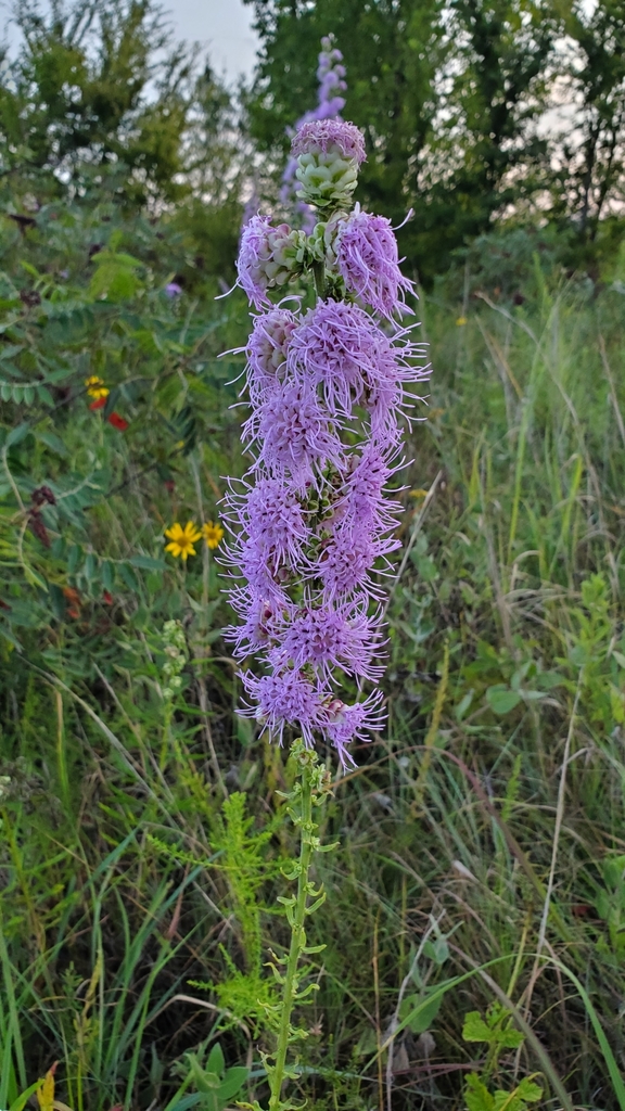 rough blazing star from Okay, OK, USA on August 7, 2021 at 08:00 PM by ...